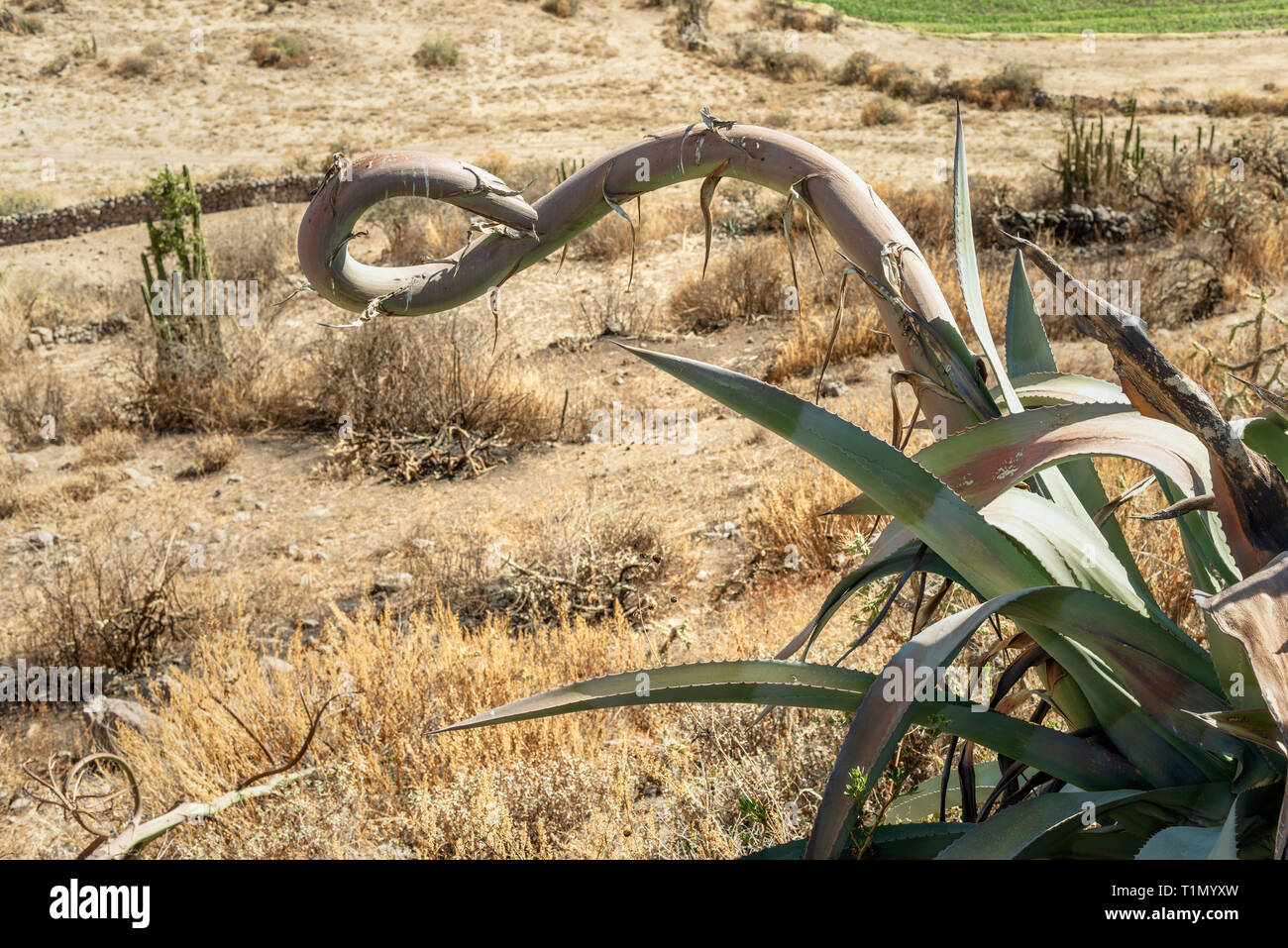 scenic bent shape agava plant among dry grass in Peruvian mountains ...