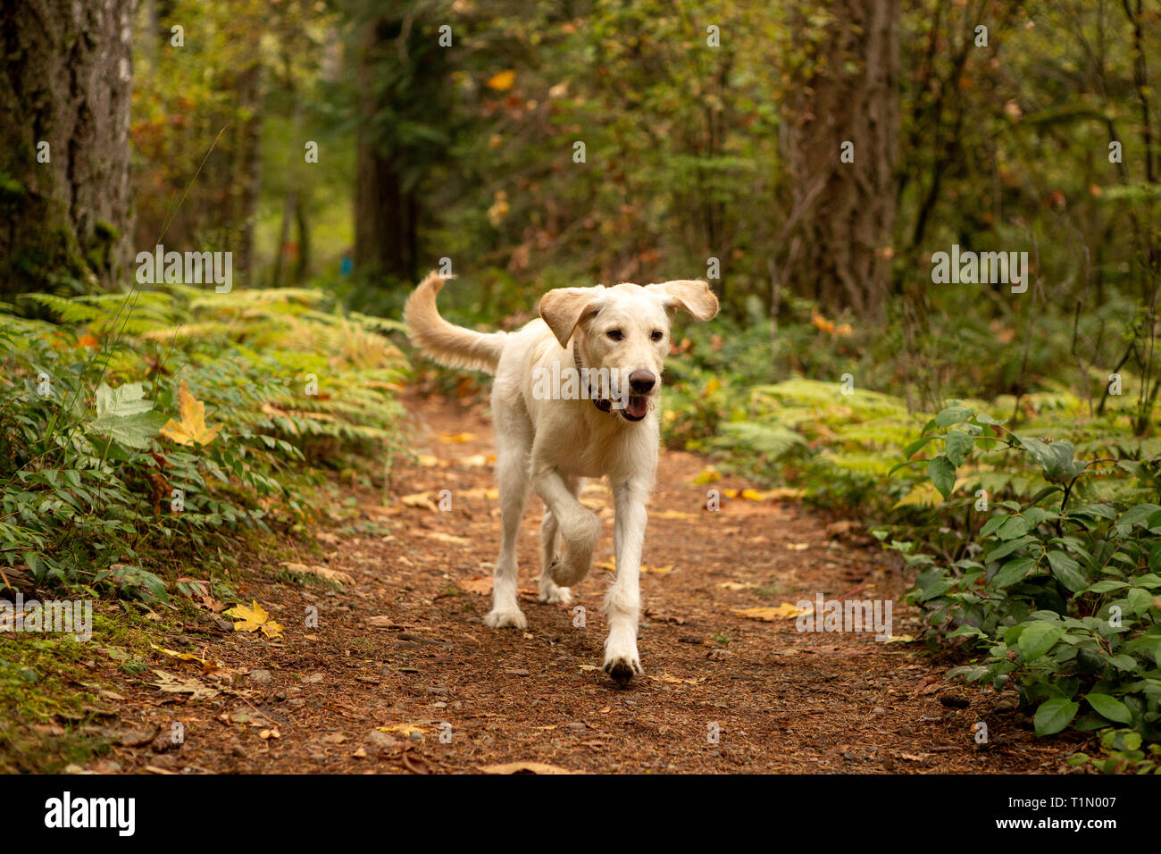 Beautiful dog enjoying a fall day in the forest Stock Photo - Alamy