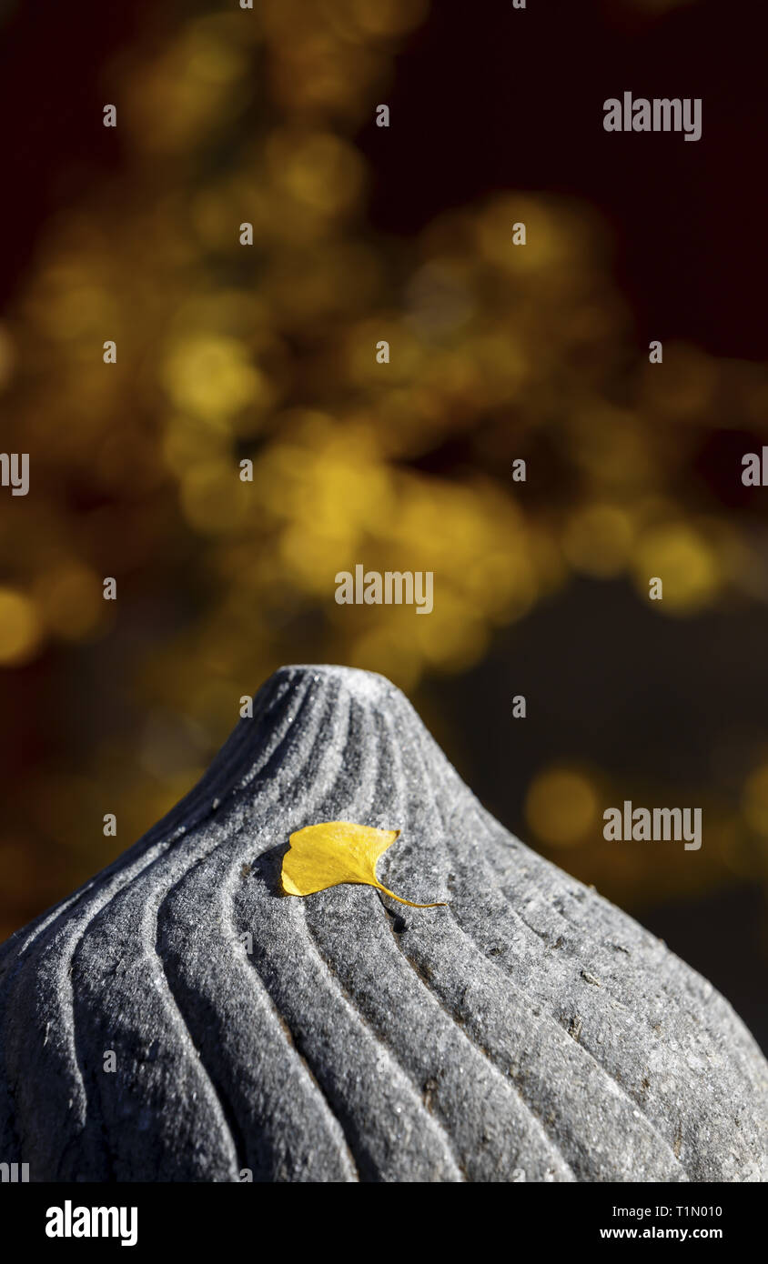 ginkgo leaves on hat Stock Photo - Alamy