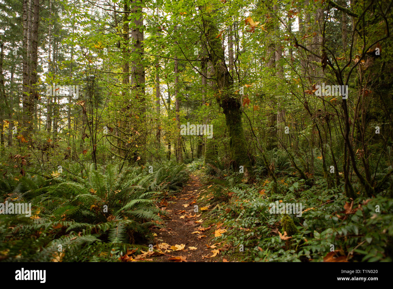 Beautiful fall day in the forest Stock Photo - Alamy