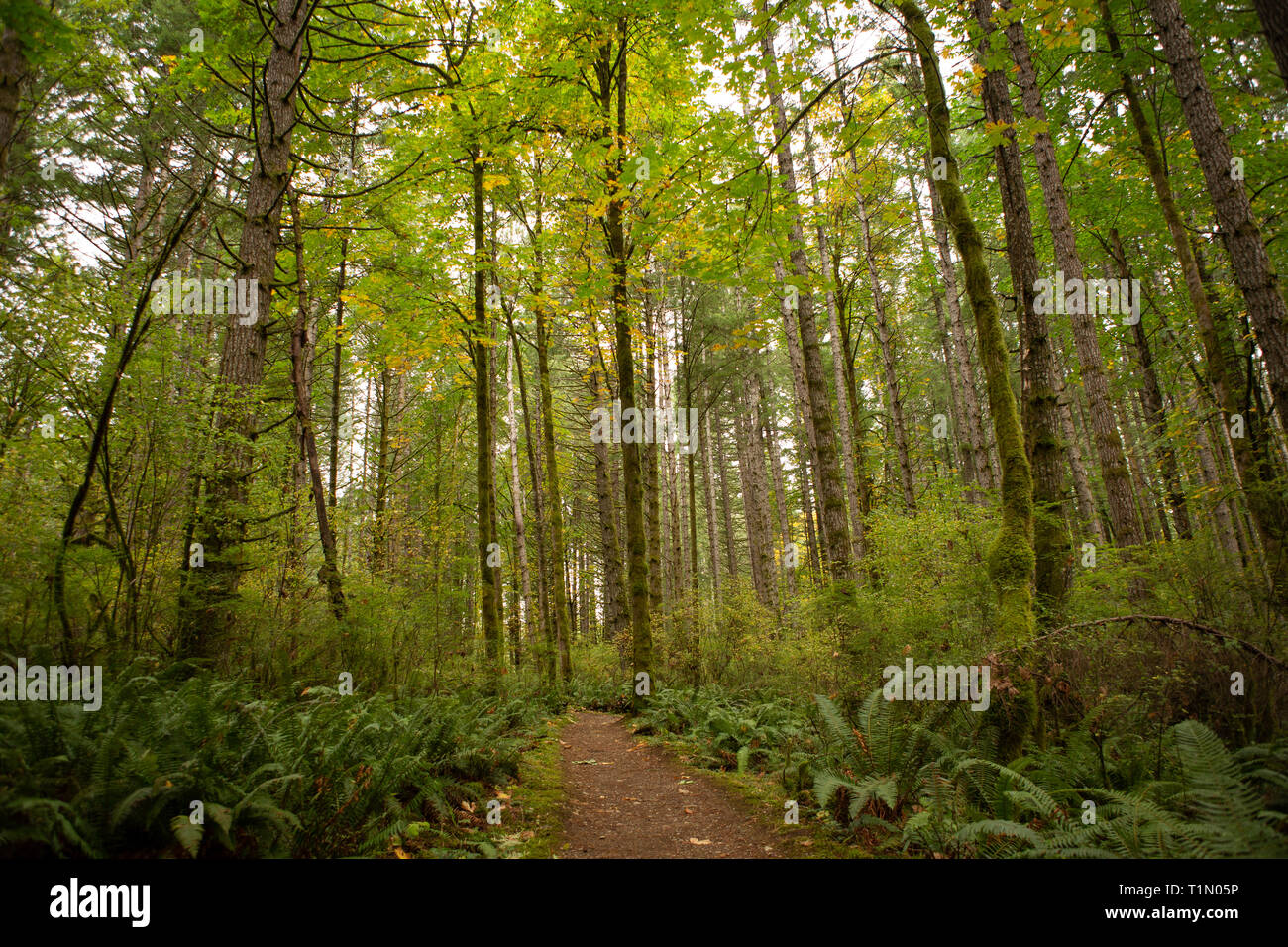 Beautiful fall day in the forest Stock Photo - Alamy