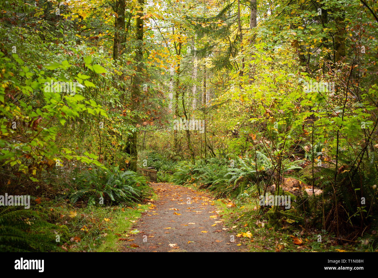 Beautiful fall day in the forest Stock Photo - Alamy