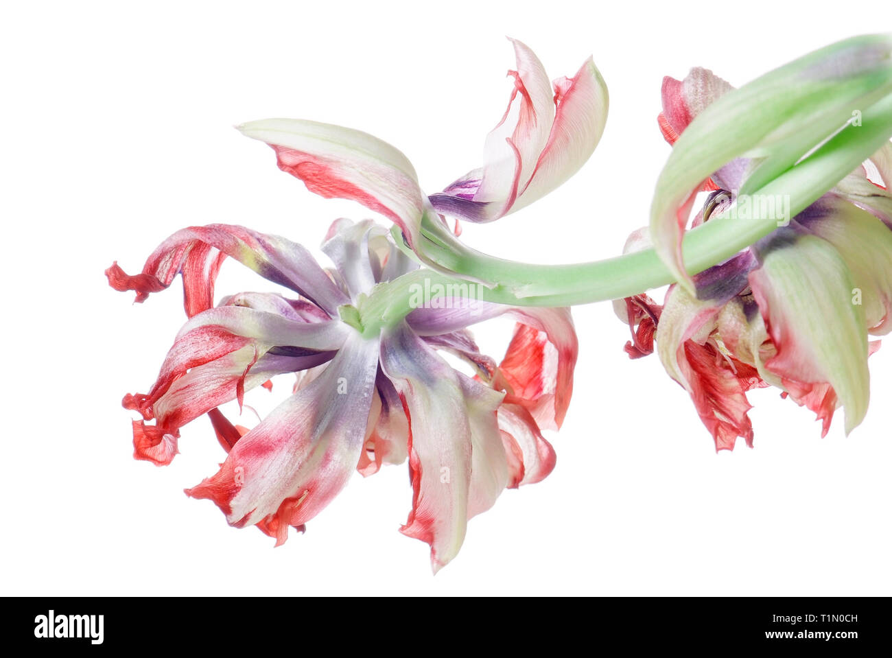 close up red faded tulip isolated on white Stock Photo - Alamy