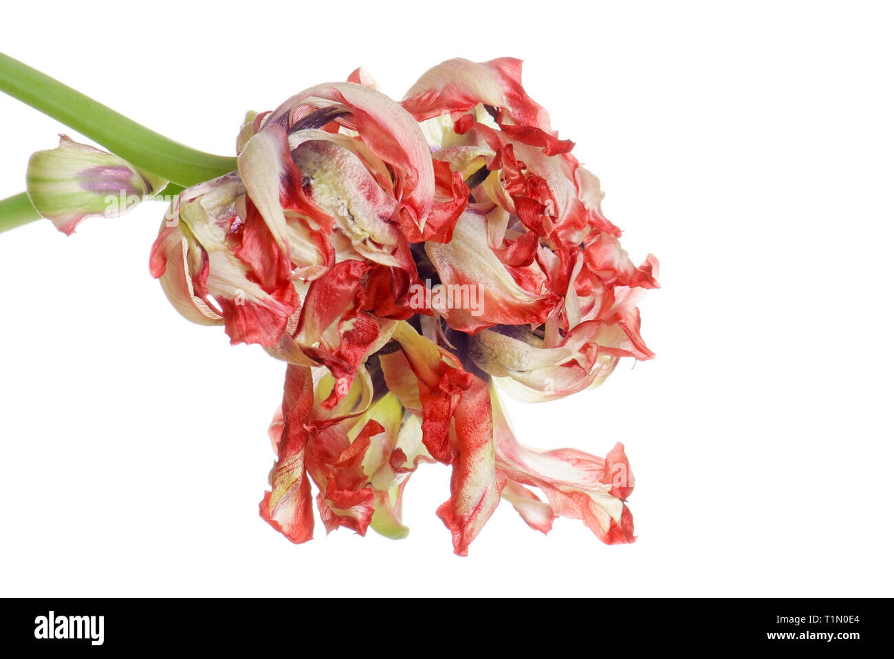 close up red faded tulip isolated on white Stock Photo - Alamy