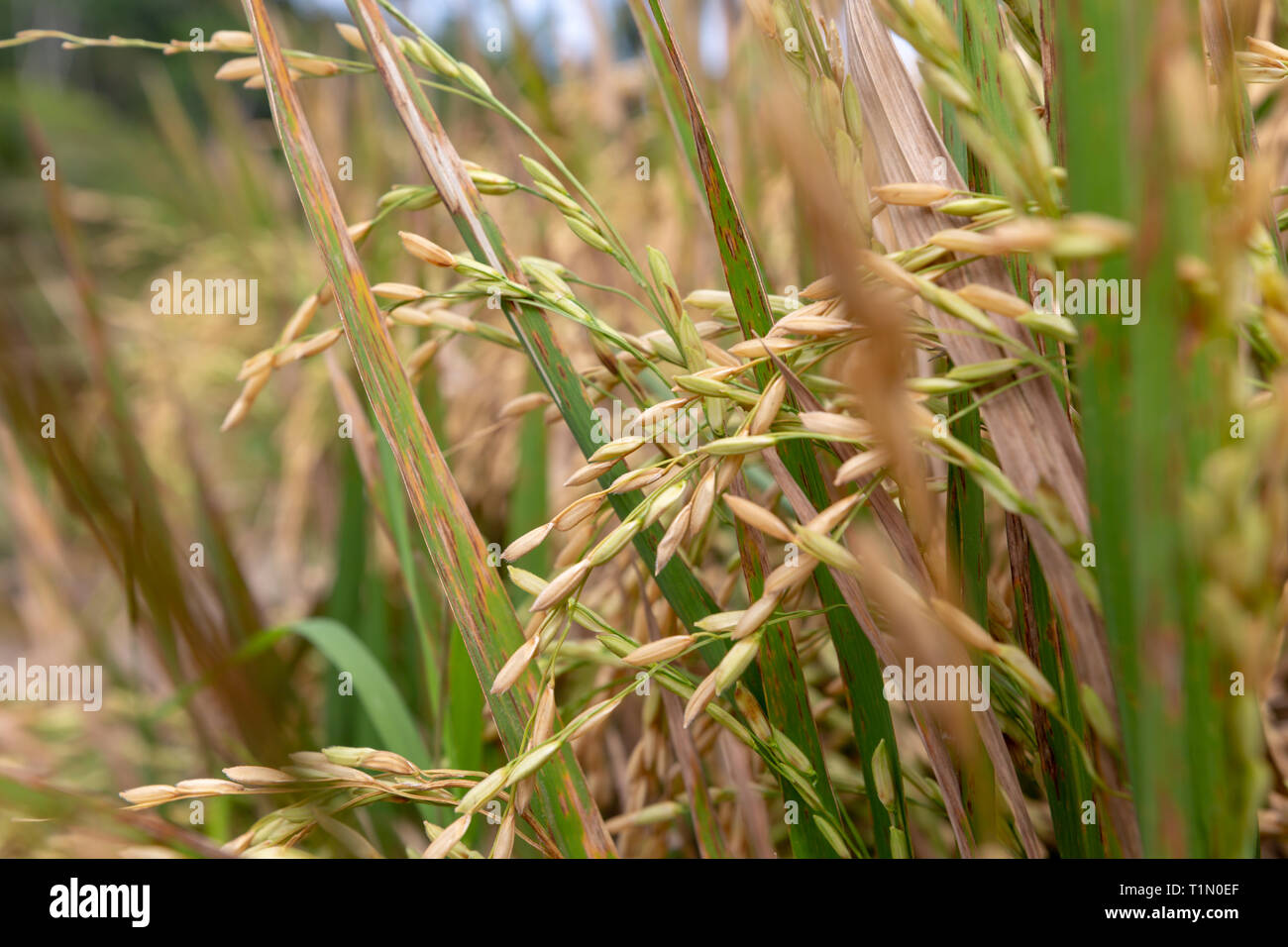 Closeup of rice plant with kernels growing on stem Stock Photo - Alamy