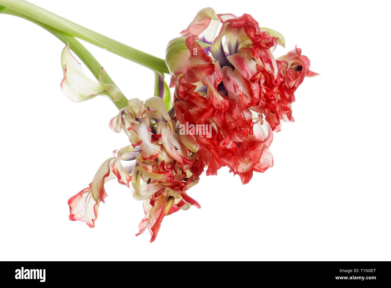 close up red faded tulip isolated on white Stock Photo - Alamy