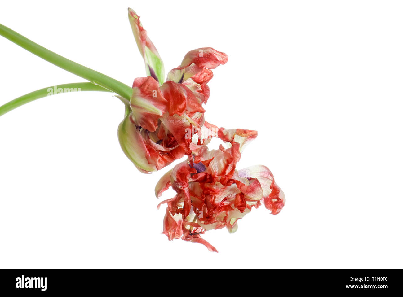 close up red faded tulip isolated on white Stock Photo - Alamy