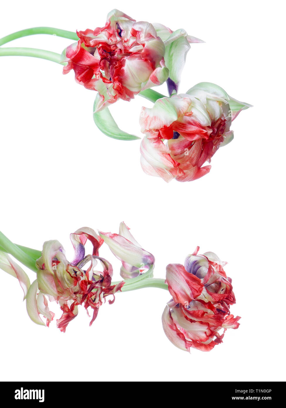 close up red fresh and faded tulip isolated on white Stock Photo - Alamy