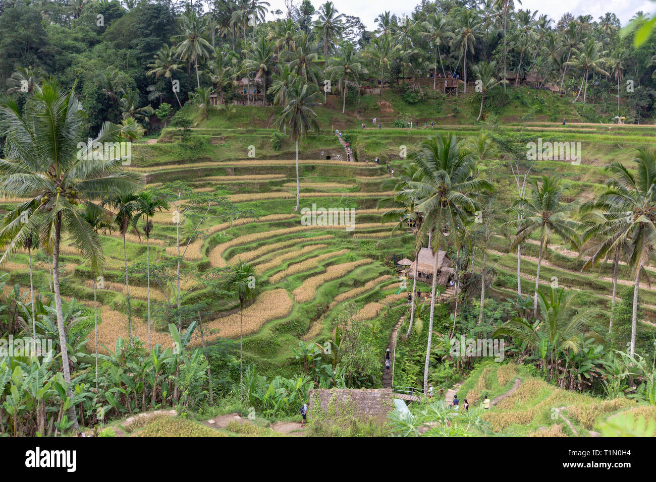 Terraced rice field landscape surrounded by tall palm trees in ...