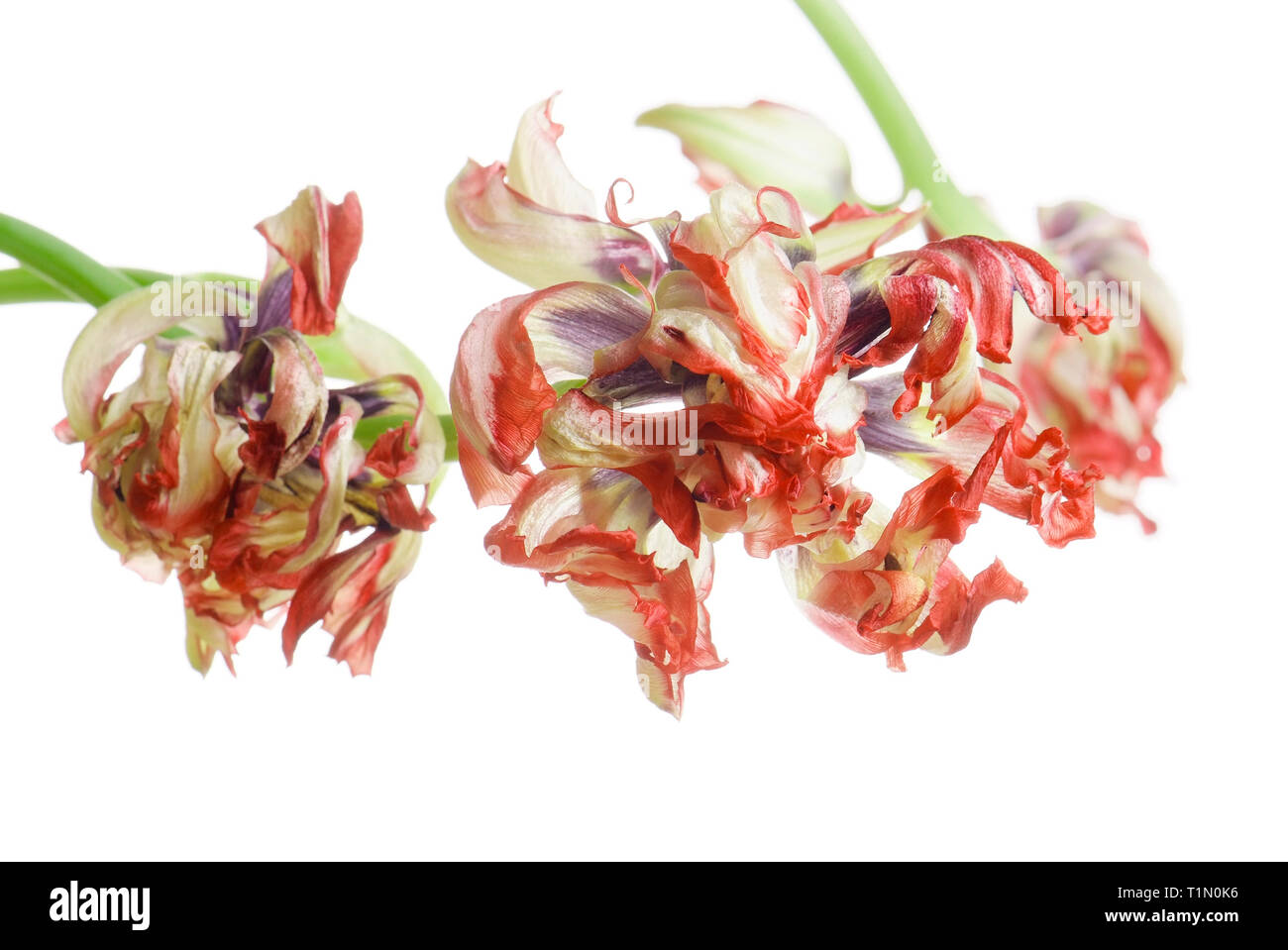 close up red faded tulip isolated on white Stock Photo - Alamy