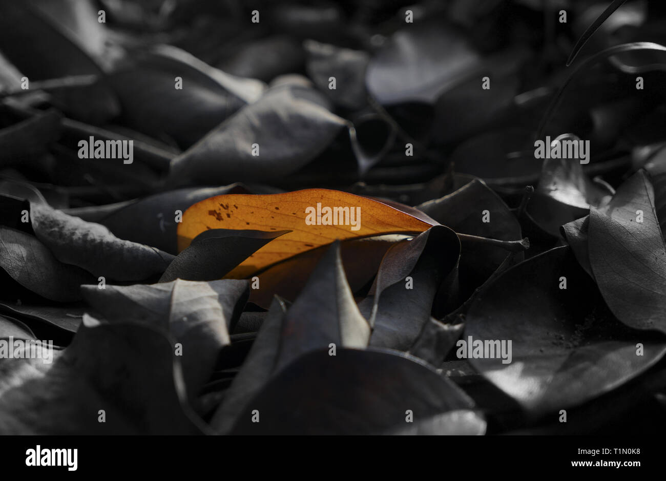 Leaves falling on the ground Stock Photo - Alamy