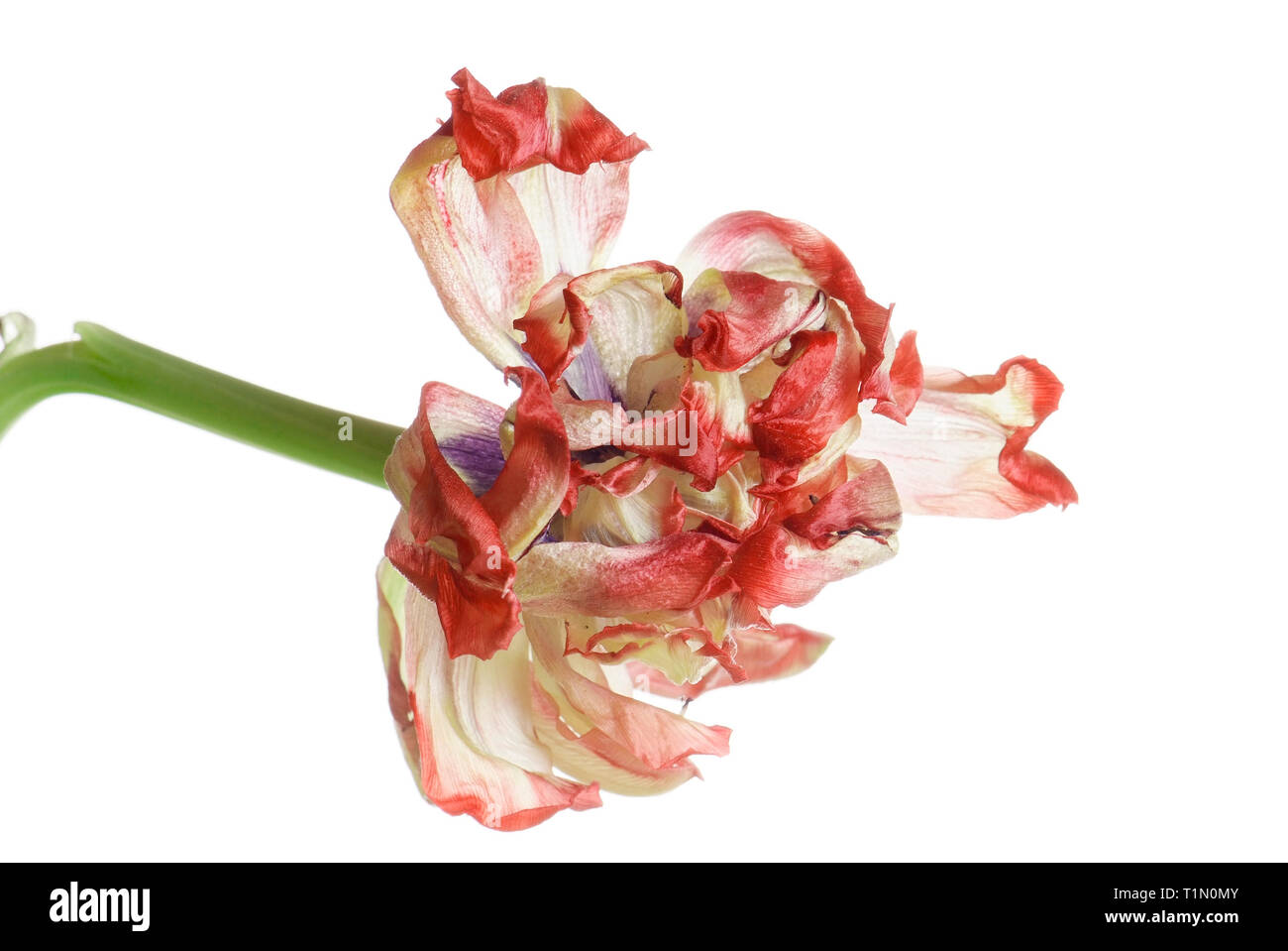 close up red faded tulip isolated on white Stock Photo - Alamy