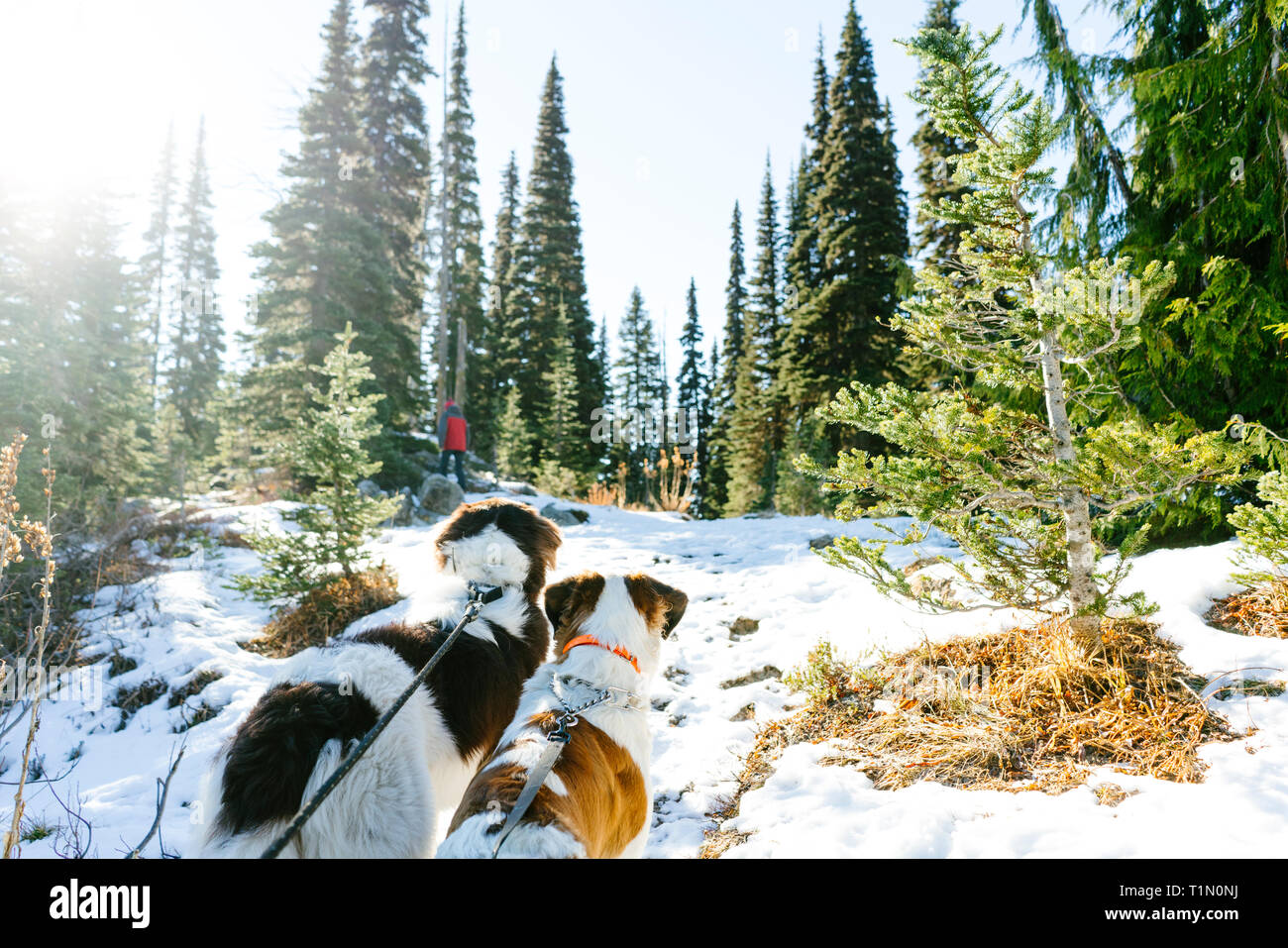 Rear View of Two Dogs Watching A Person Walk By Stock Photo - Alamy