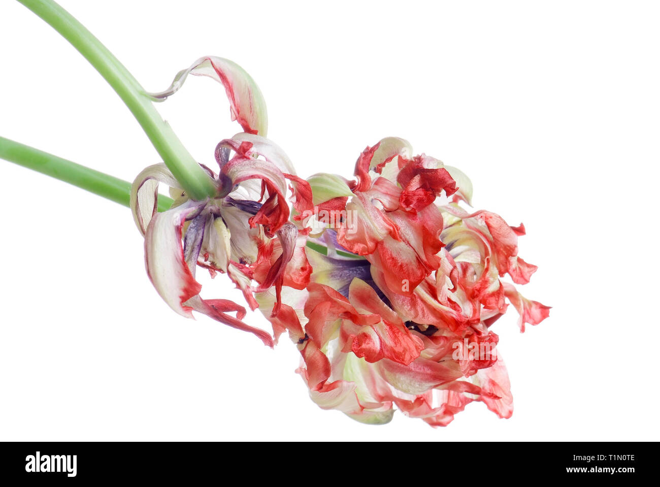 close up red faded tulip isolated on white Stock Photo - Alamy