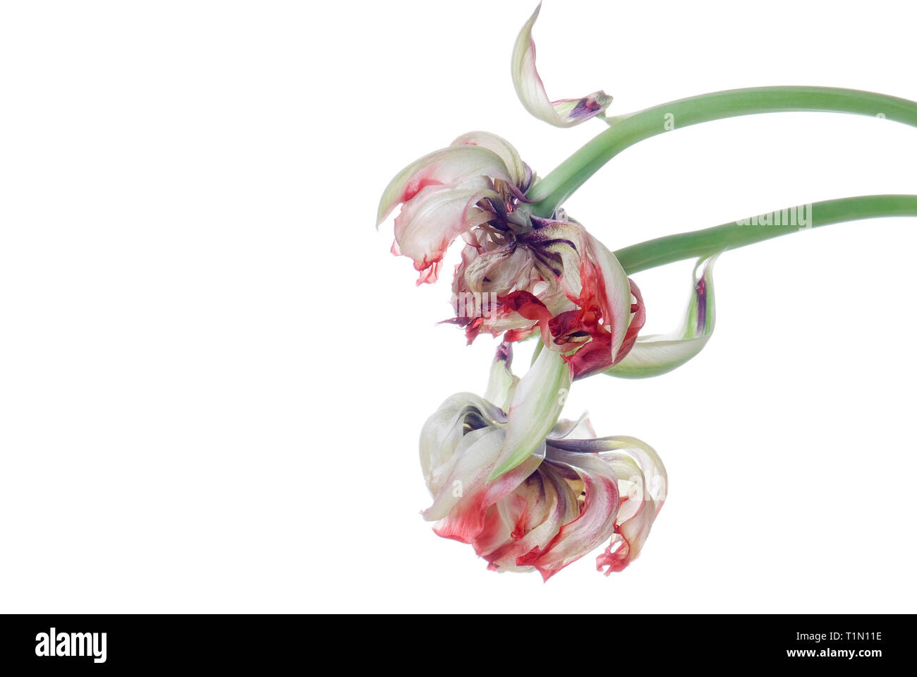 close up red faded tulip isolated on white Stock Photo - Alamy