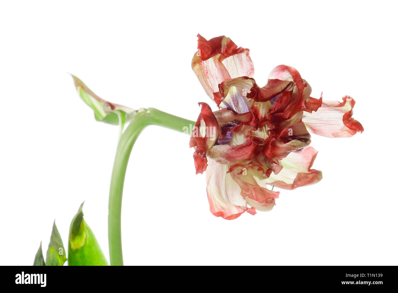 close up red faded tulip isolated on white Stock Photo - Alamy