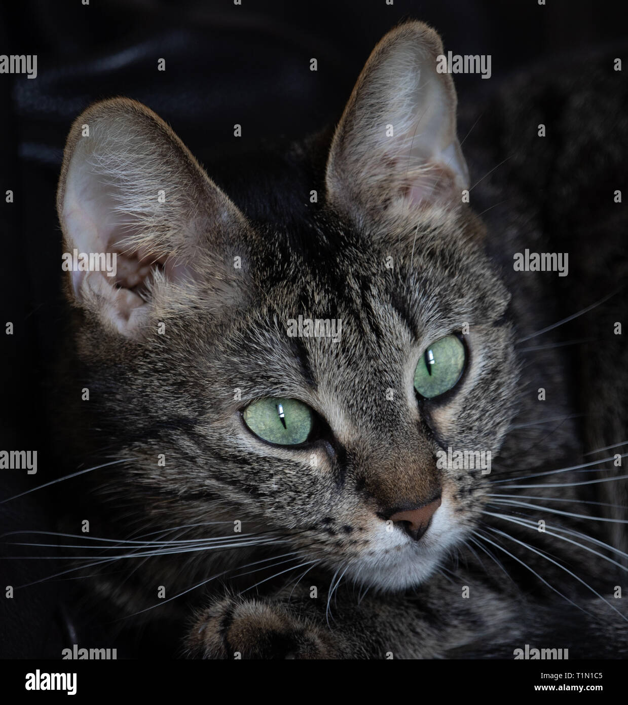 Cat starring with small pupils Stock Photo - Alamy