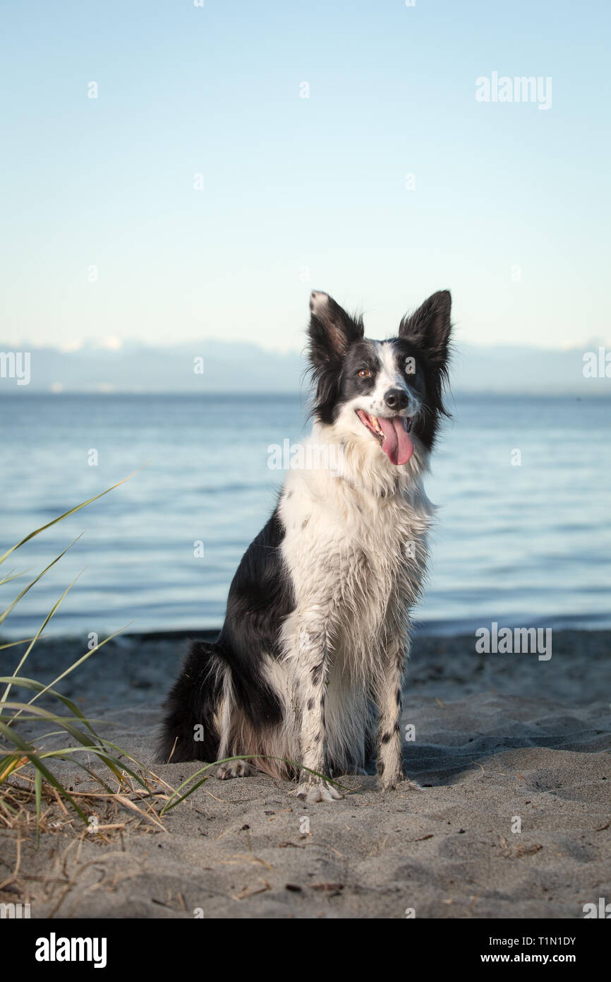 Adult border collie hi-res stock photography and images - Alamy