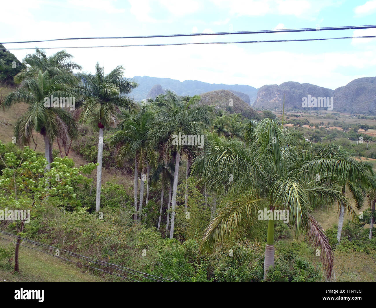 Valley of Vinales with mogotes, Cuba Stock Photo - Alamy