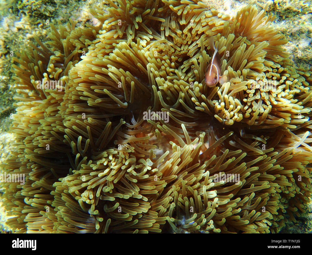 Nemo reef andaman hi-res stock photography and images - Alamy