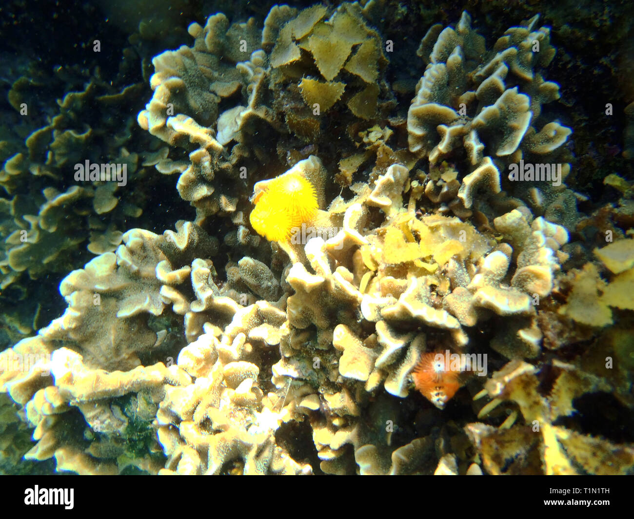 Pipe worm hi-res stock photography and images - Alamy