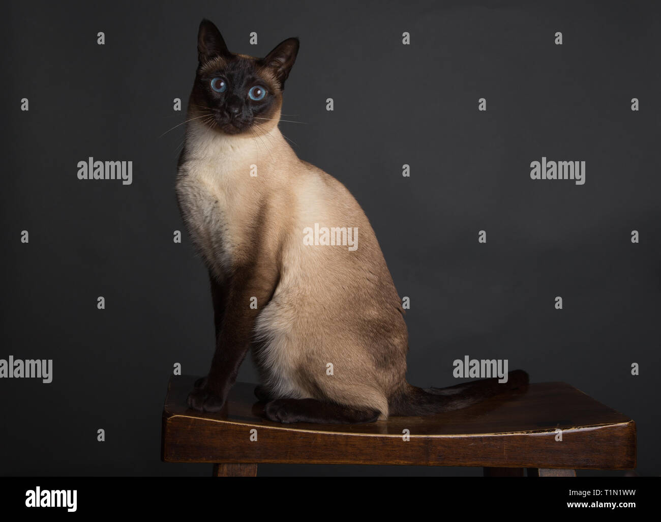 Portrait of young siamese cat in studio Stock Photo - Alamy