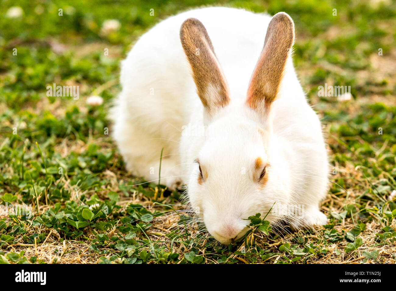 White rabbit (Oryctolagus cuniculus) eating green fresh grass Stock ...