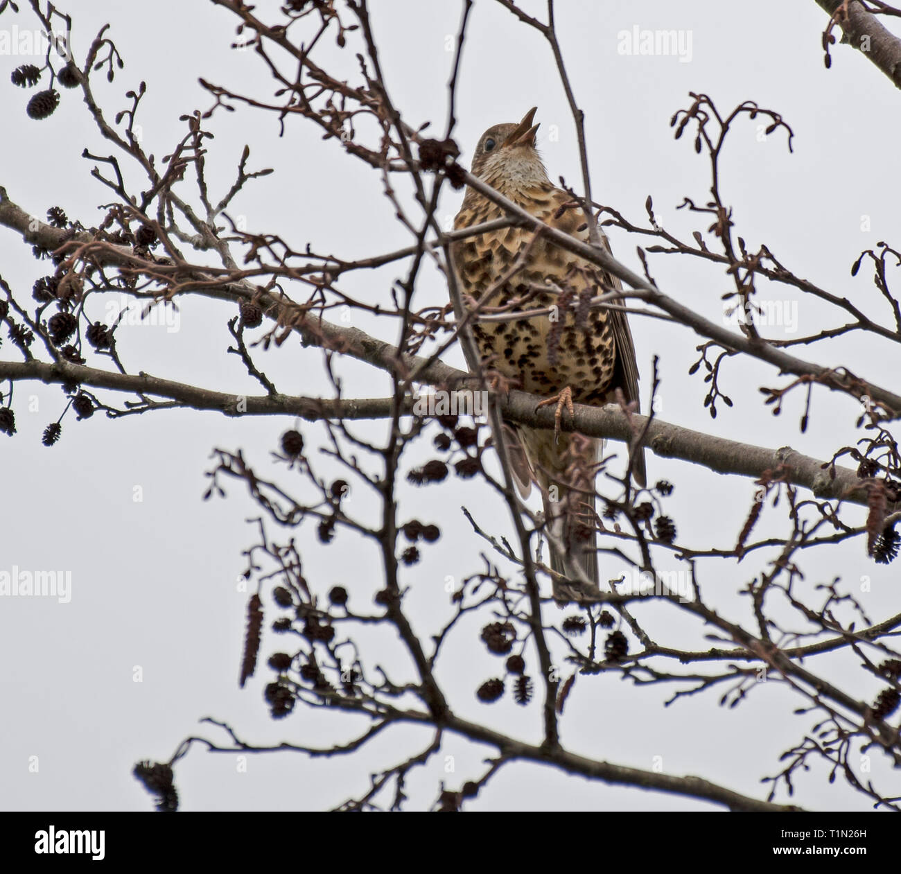 Thrush,Turdidae; At, Carr - Mill Dam, St Helens Stock Photo - Alamy