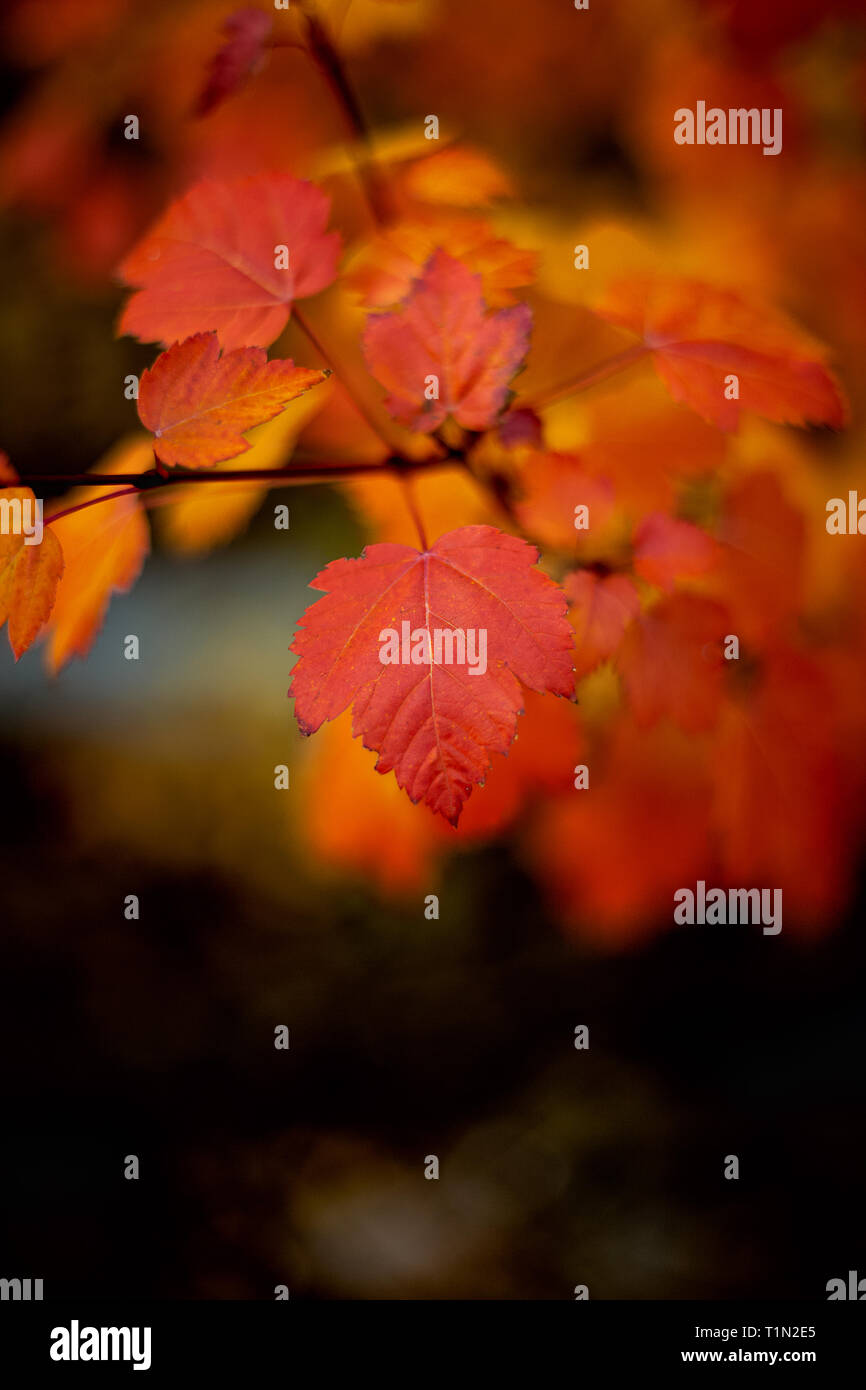 Maple tree canada flag hi-res stock photography and images - Alamy