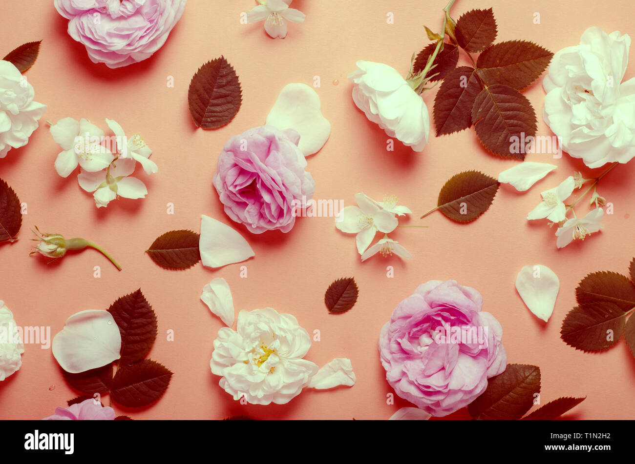 Background of tea roses flowers on a gentle pink background. Romantic ...