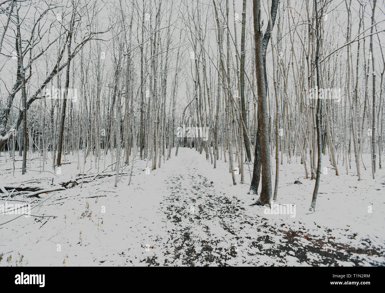 Wooded snow trees hi-res stock photography and images - Alamy