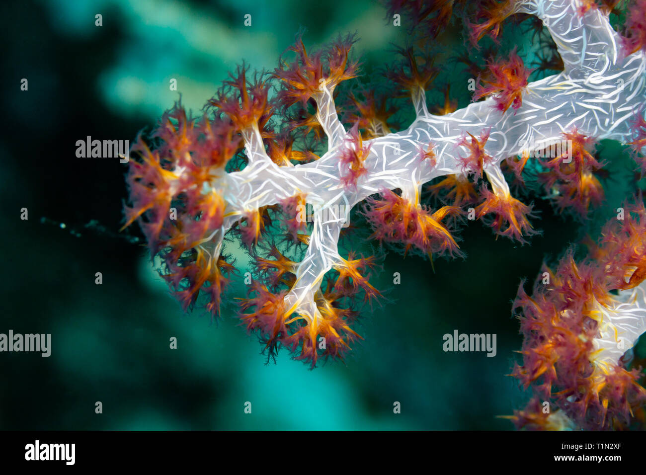 Closeup of clear stalk and orange polyps and tentacles of soft coral ...