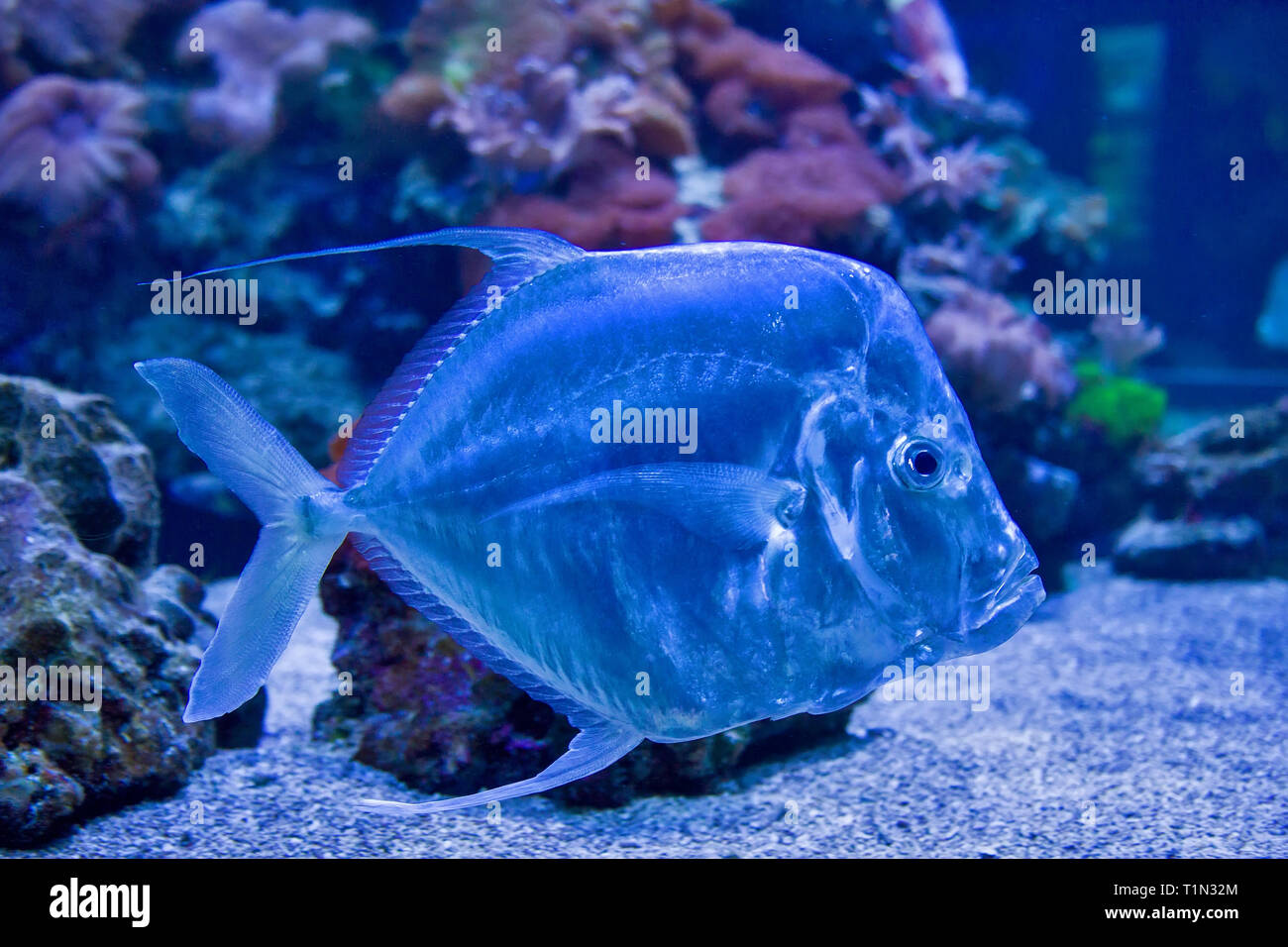 Tropical fish Selene Vomer Stock Photo - Alamy