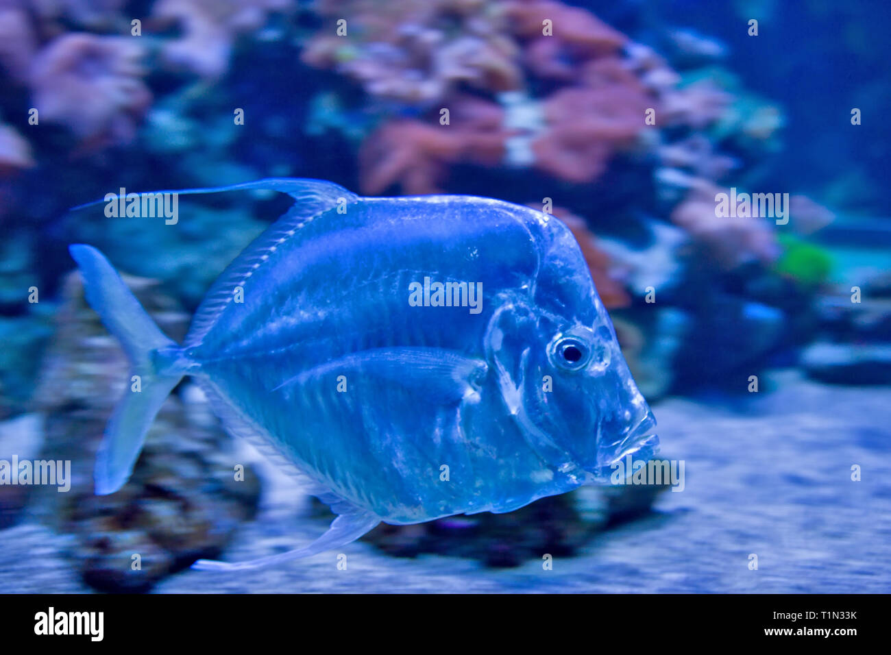 Tropical fish Selene Vomer Stock Photo - Alamy