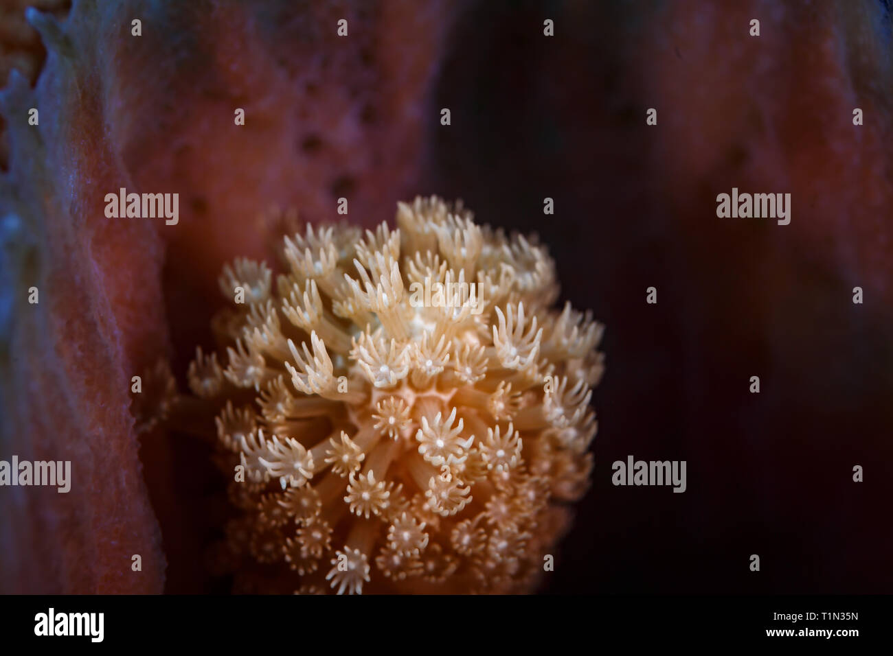 Group of polyps hi-res stock photography and images - Alamy