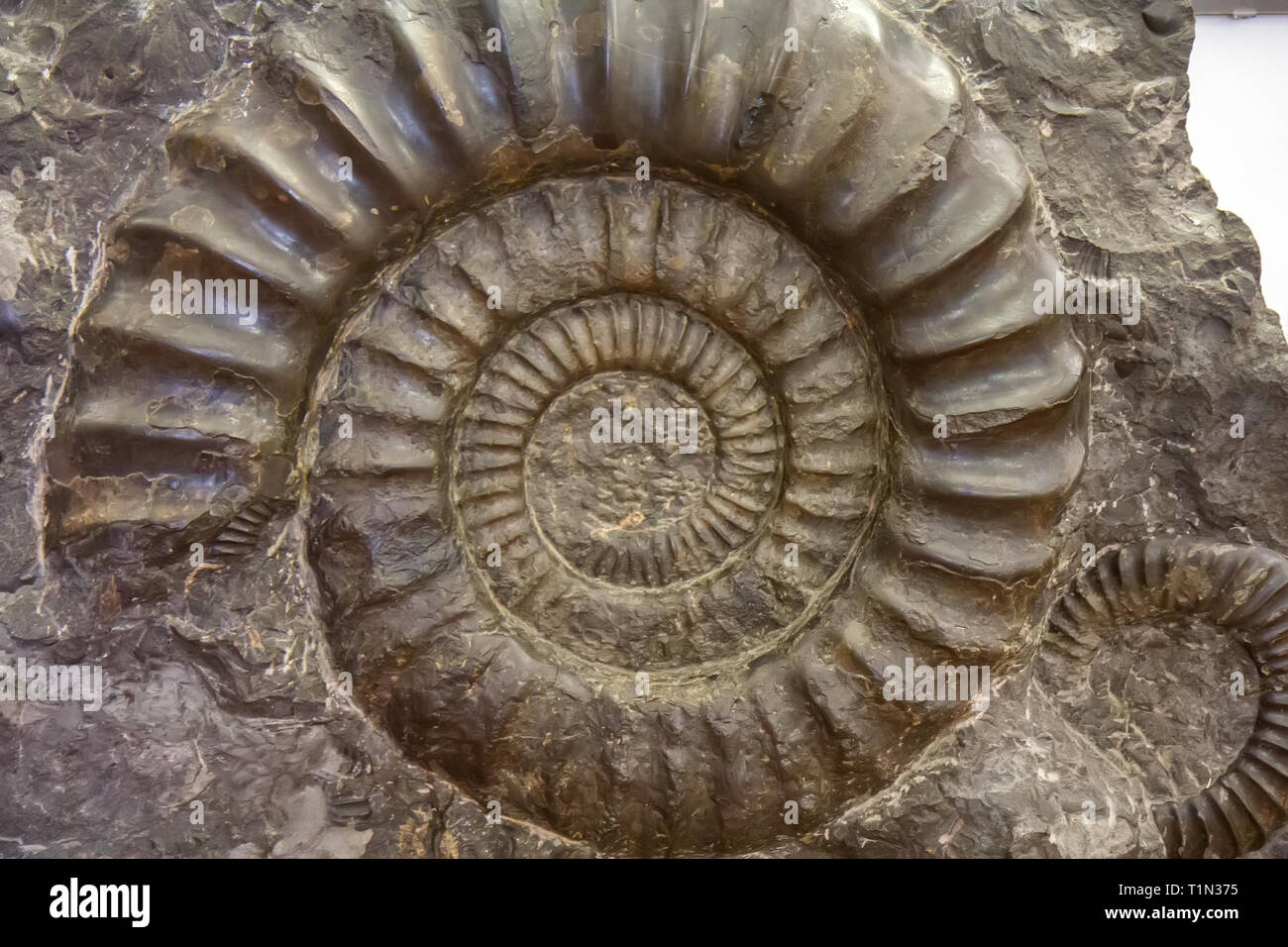 Spiral Ammonite fossil in the stone Stock Photo - Alamy