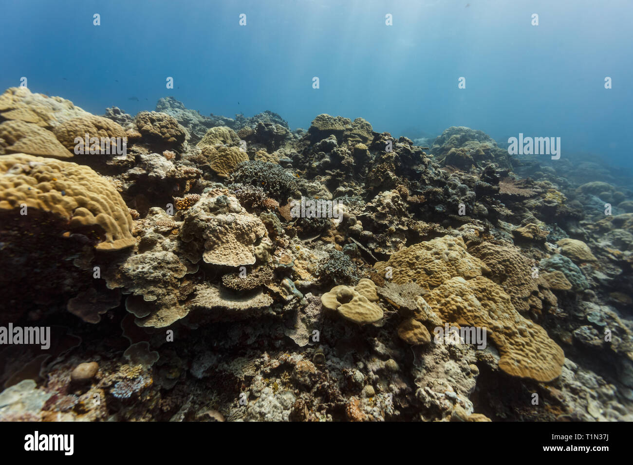 Coral outcrop hi-res stock photography and images - Alamy