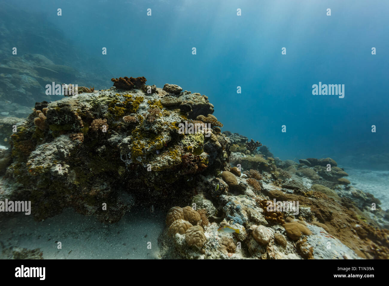 Closeup of reef outcrop with grey reef fish in lower coral Stock Photo ...