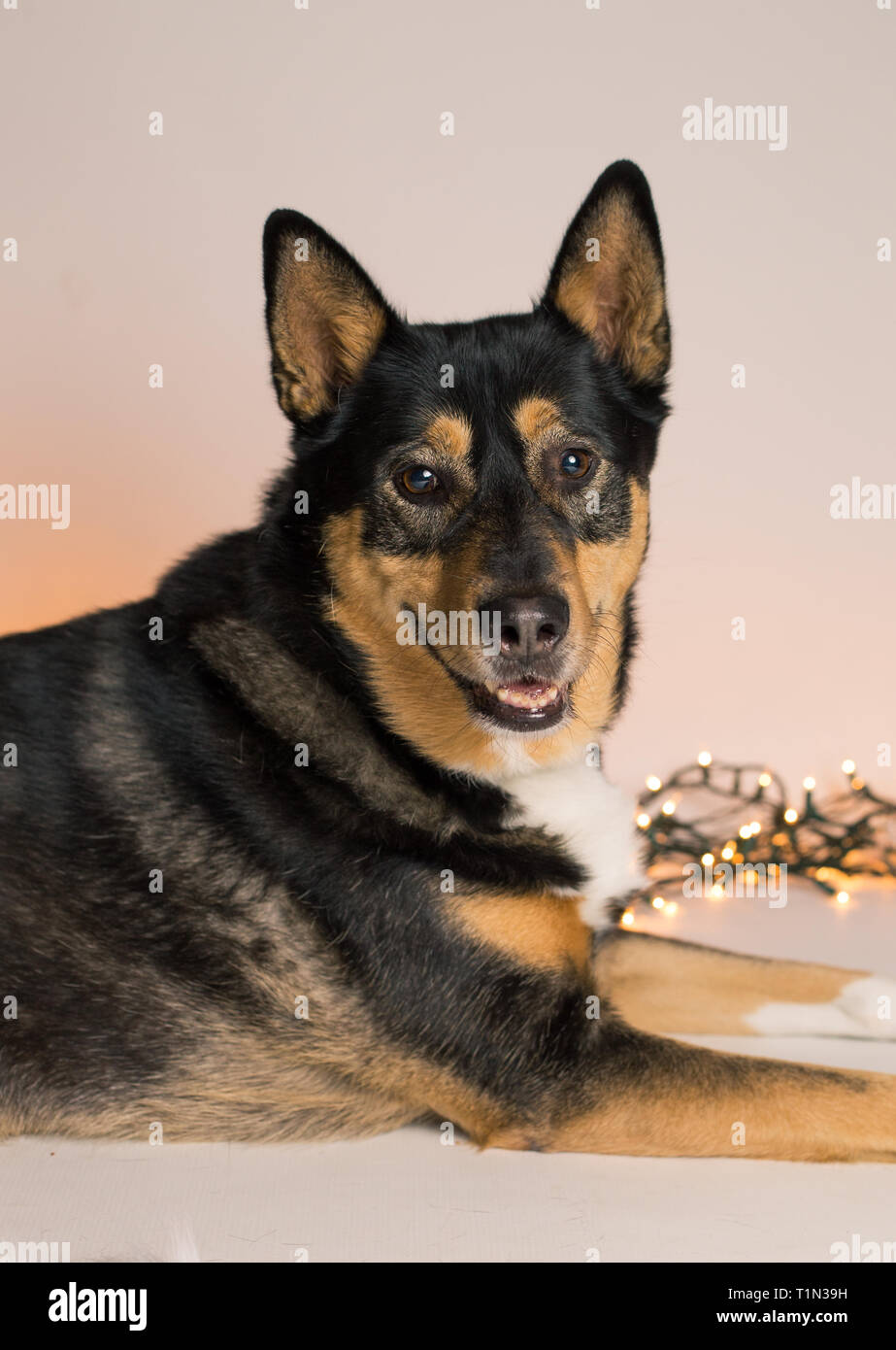Happy german shepherd dog in studio at Christmas Stock Photo - Alamy