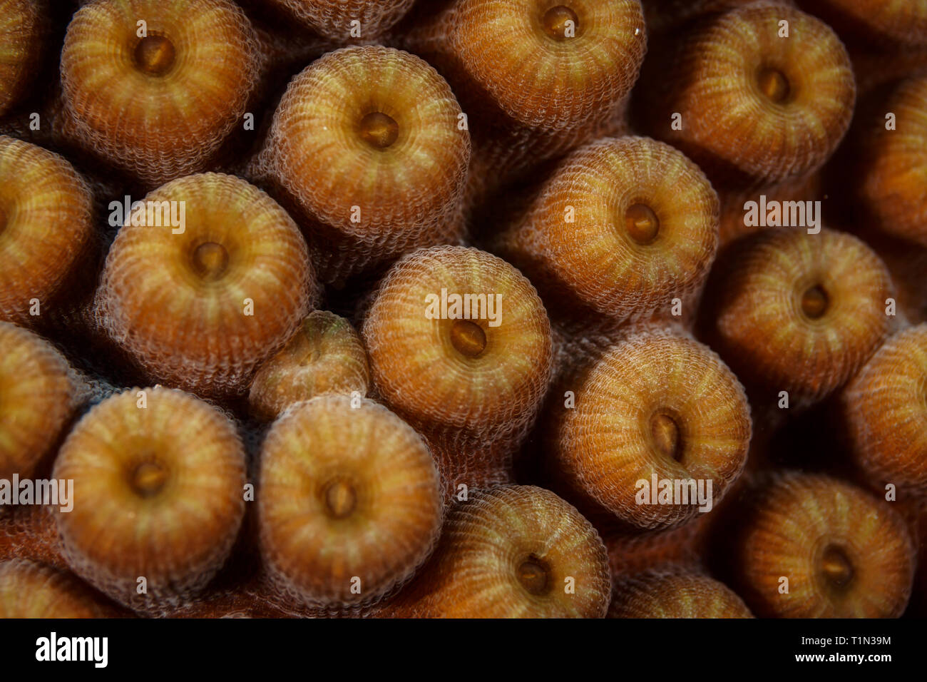 Cladocora Stock Photos & Cladocora Stock Images - Alamy