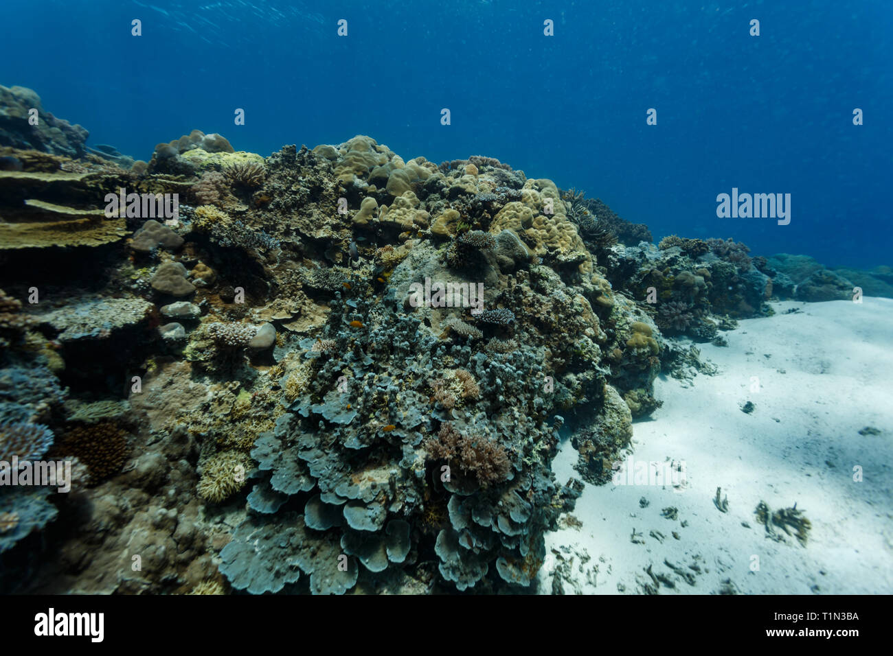 Coral reef mound of Fungiidae, Cnidaria, Stoney, millepora dichotoma ...