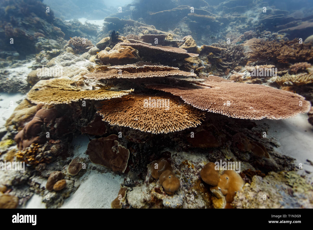 Umbrella madrepores hi-res stock photography and images - Alamy