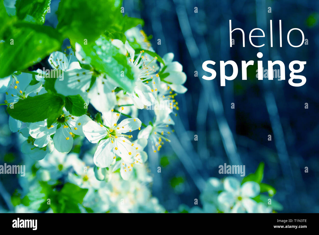 Plum blossom white petals close up at sunny day. Spring concept with ...