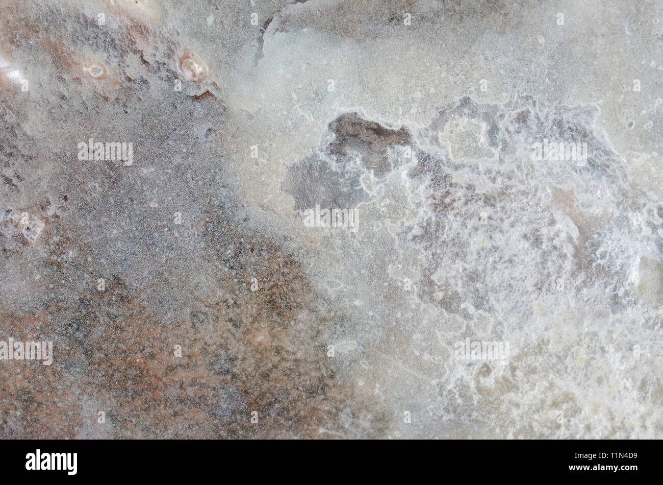 close up ocean shell structure background Stock Photo - Alamy
