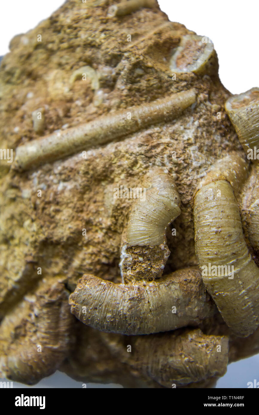 Tube worms hi-res stock photography and images - Alamy