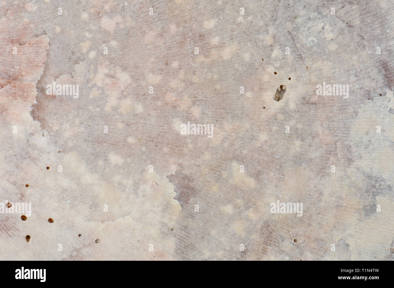 close up ocean shell structure background Stock Photo - Alamy