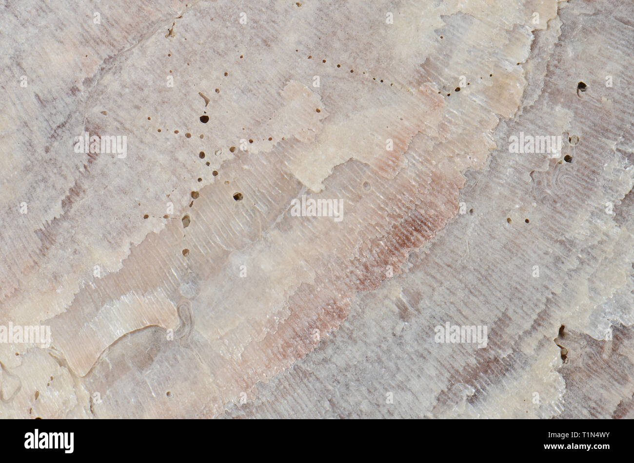 close up ocean shell structure background Stock Photo - Alamy