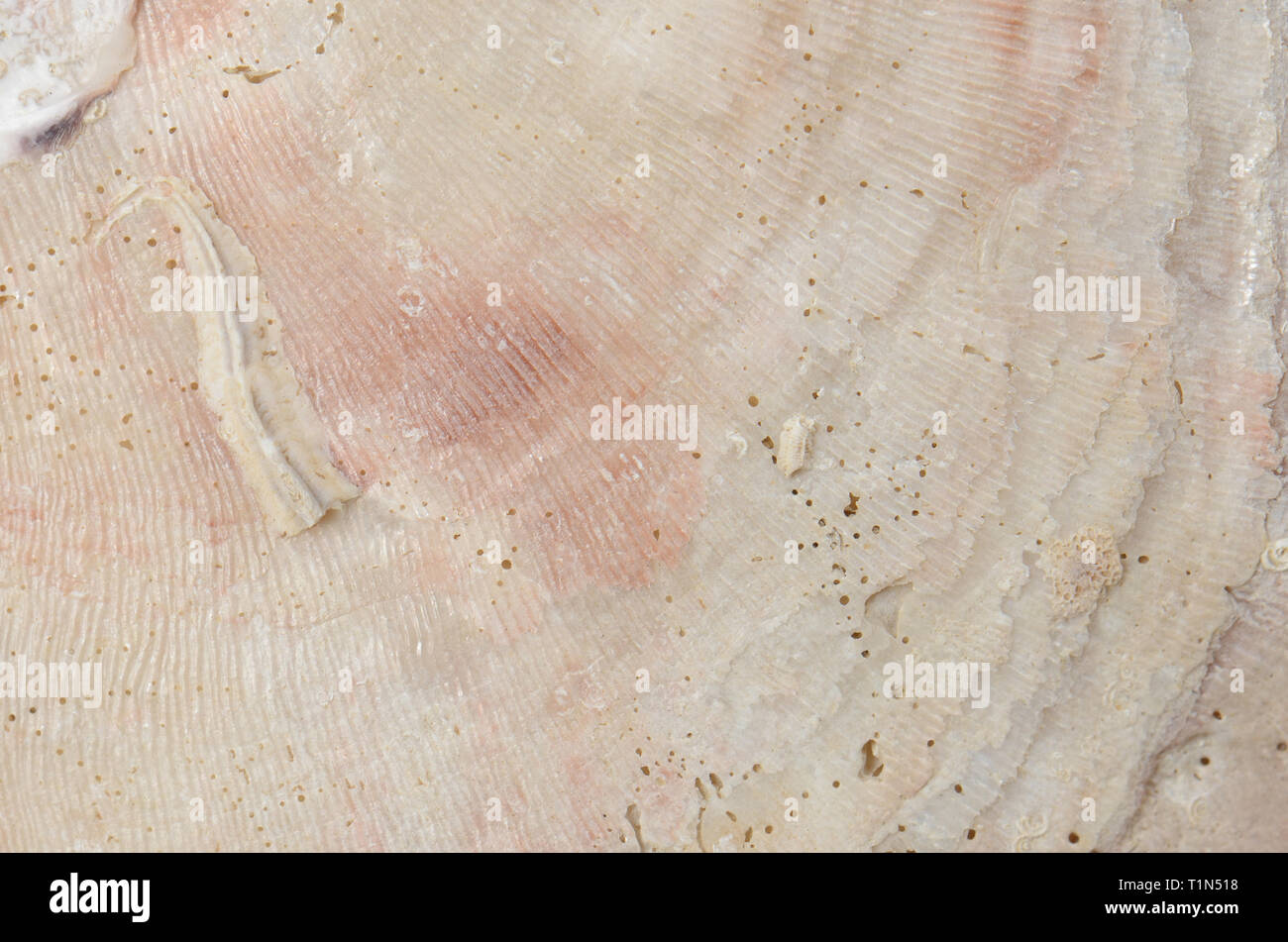 close up ocean shell structure background Stock Photo - Alamy