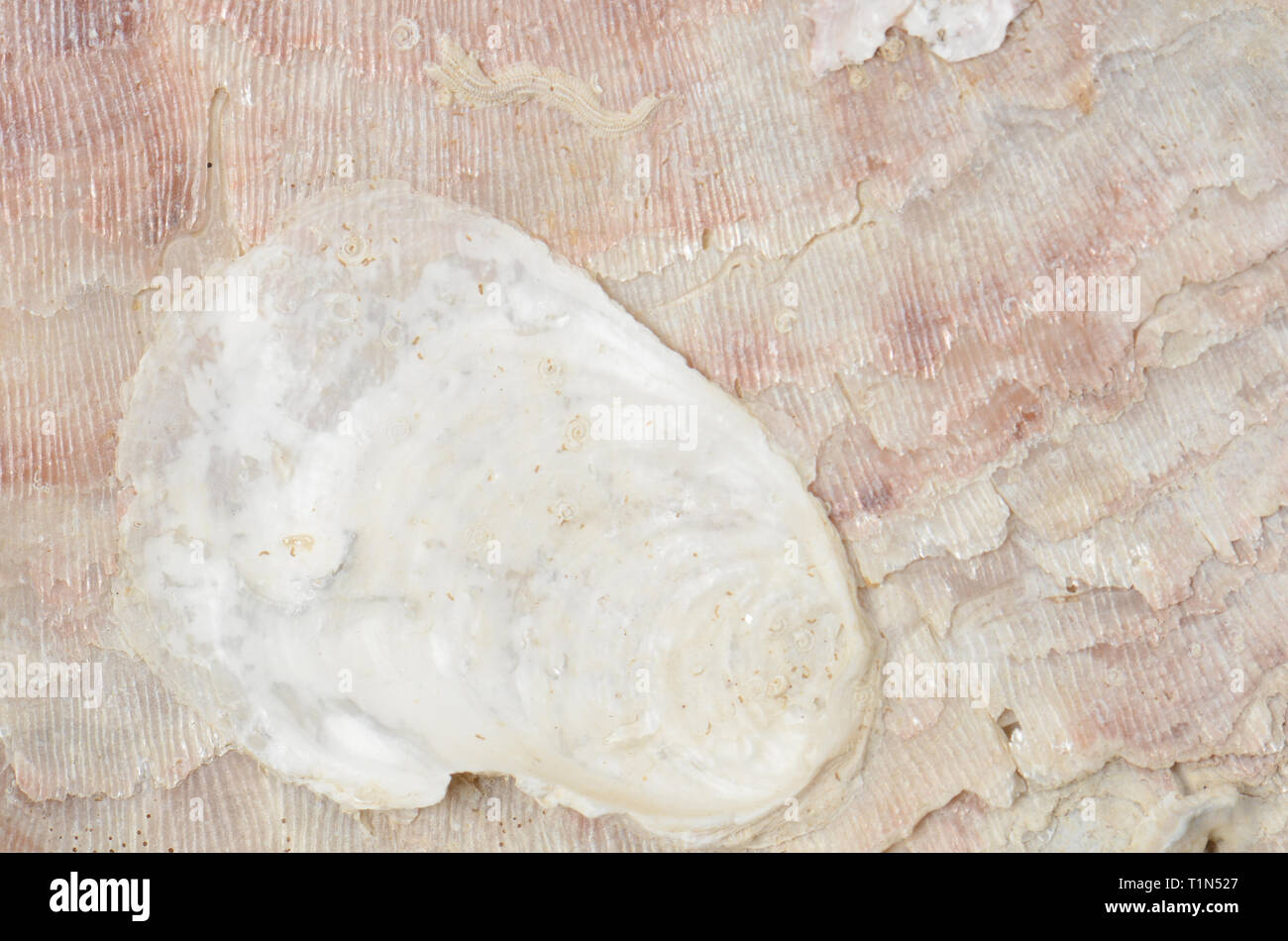close up ocean shell structure background Stock Photo - Alamy