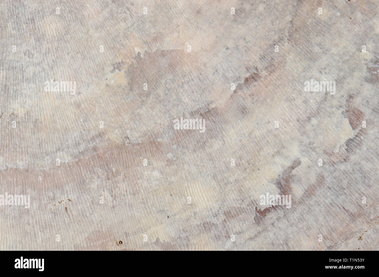 close up ocean shell structure background Stock Photo - Alamy